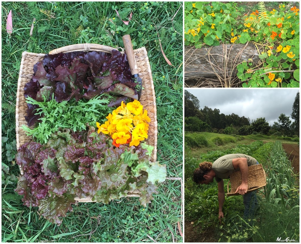 O'o Farm Review - Maui Guide