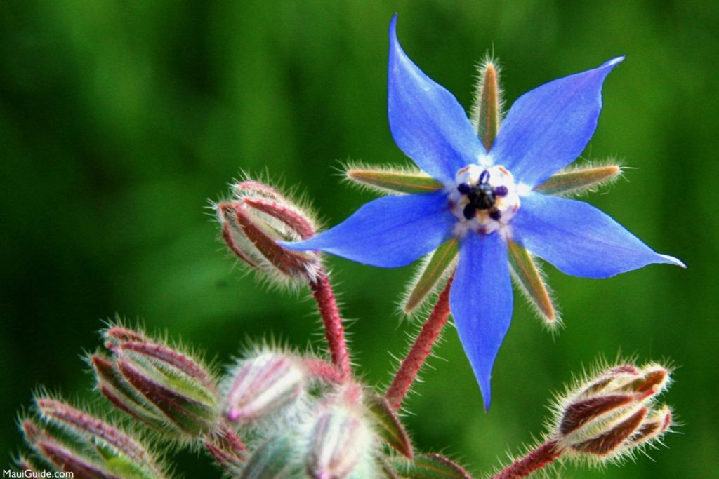 10 Ingredients Found on Maui Menus - Maui Guide