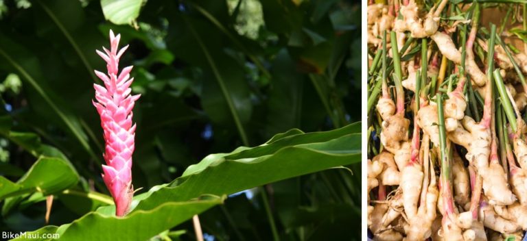 Hawaii Ginger - Maui Plant of the Month - ‘awapuhi kuahiwi