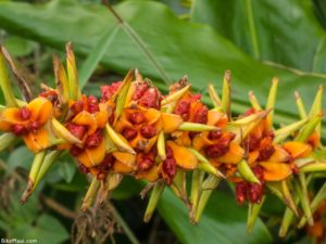 Hawaii Ginger - Maui Plant of the Month - ‘awapuhi kuahiwi