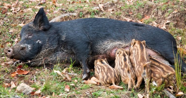 Maui Fauna of the Month: Feral Pigs in Hawaii | Hawaii Pua'a