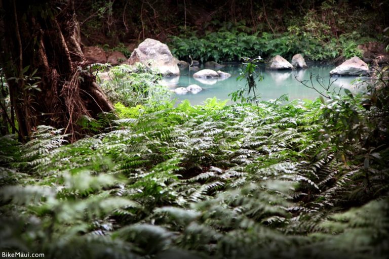 Maui Fauna of the Month: Feral Pigs in Hawaii | Hawaii Pua'a