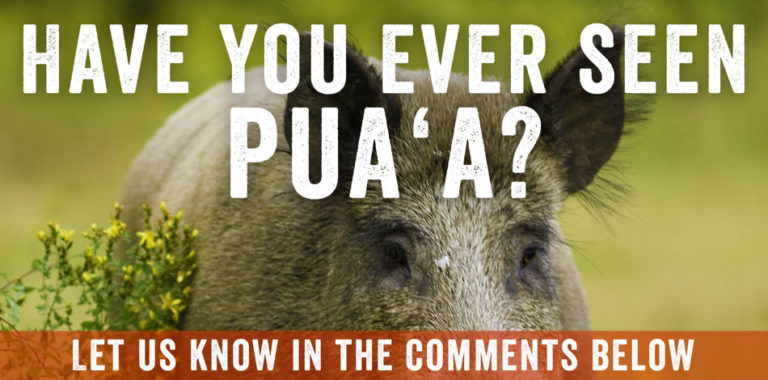 Maui Fauna of the Month: Feral Pigs in Hawaii | Hawaii Pua'a