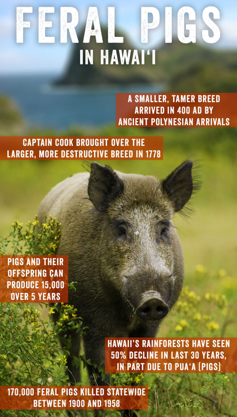 Maui Fauna of the Month: Feral Pigs in Hawaii | Hawaii Pua'a