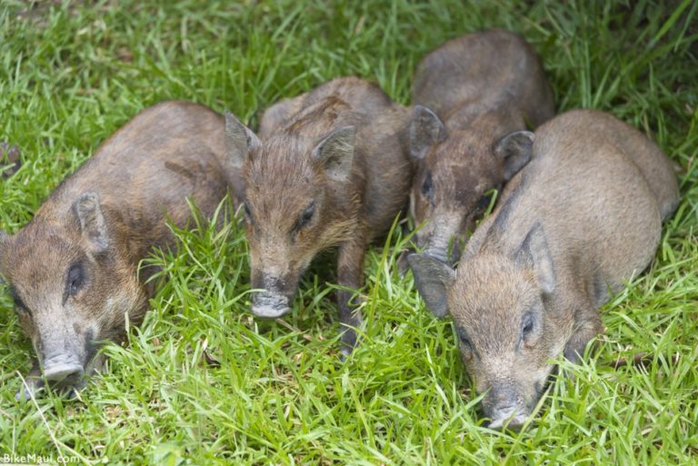 Maui Fauna of the Month: Feral Pigs in Hawaii | Hawaii Pua'a