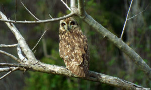 Maui Fauna of the Month: Pueo - the Hawaiian Owl