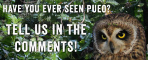 Maui Fauna of the Month: Pueo - the Hawaiian Owl