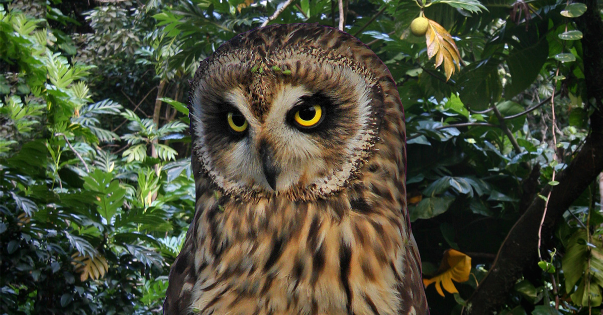 Maui Fauna of the Month: Pueo - the Hawaiian Owl