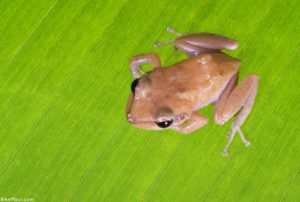 Maui Fauna of the Month: Coqui Frogs