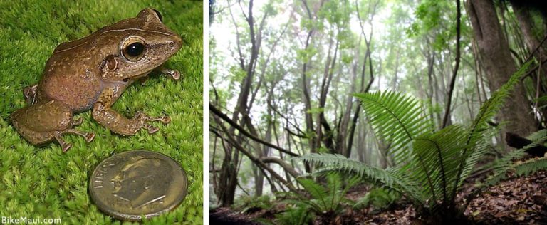 Maui Fauna of the Month: Coqui Frogs