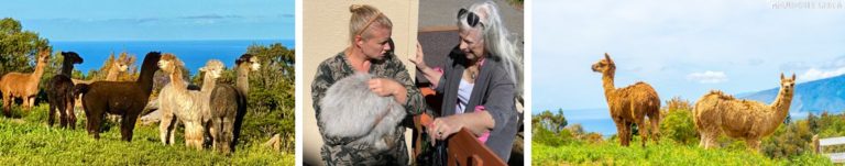 Maui Alpaca Farm Tour - Maui Guide Review