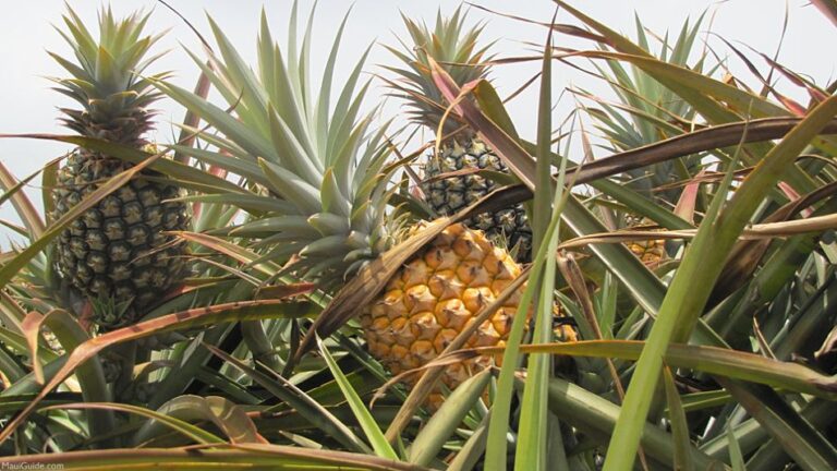 Maui Info From A-Z: Your 2025 Maui Index - Maui Guide