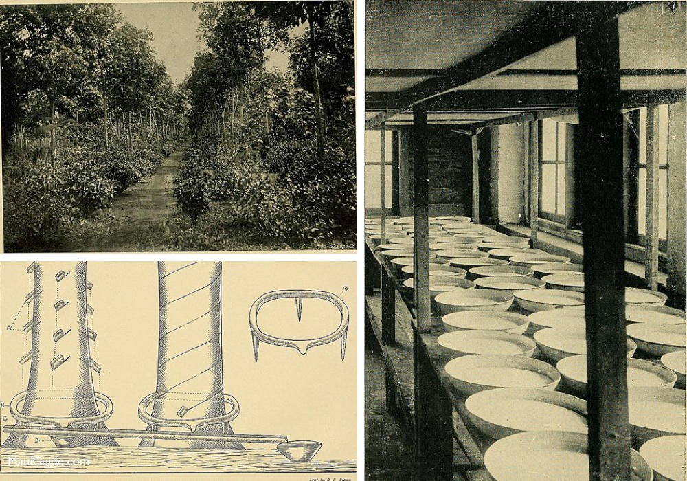 Rubber Trees on Maui - History of Maui Plants