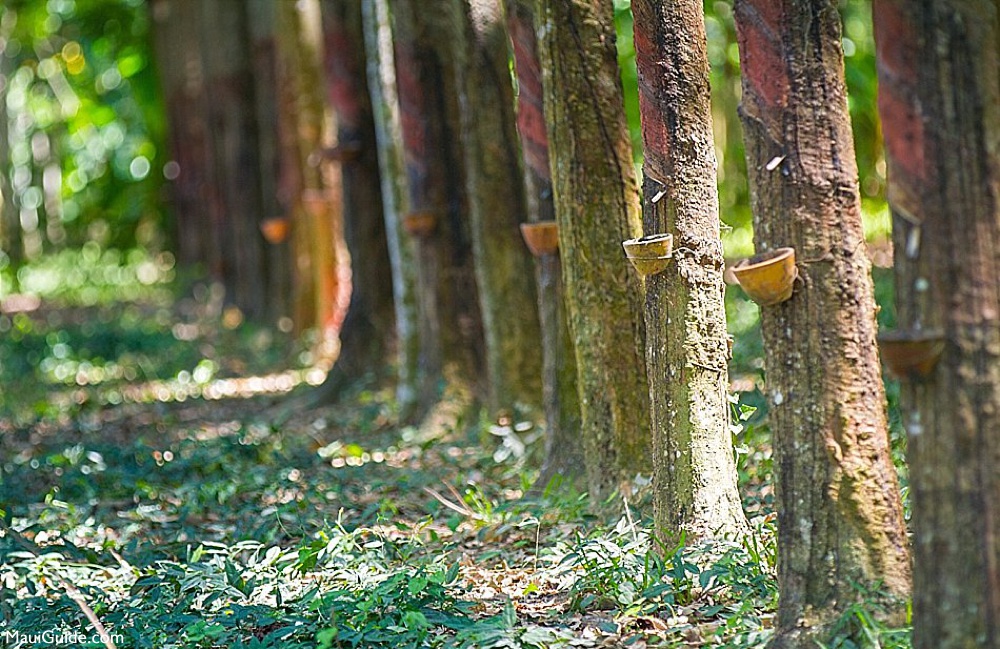Rubber Trees on Maui - History of Maui Plants