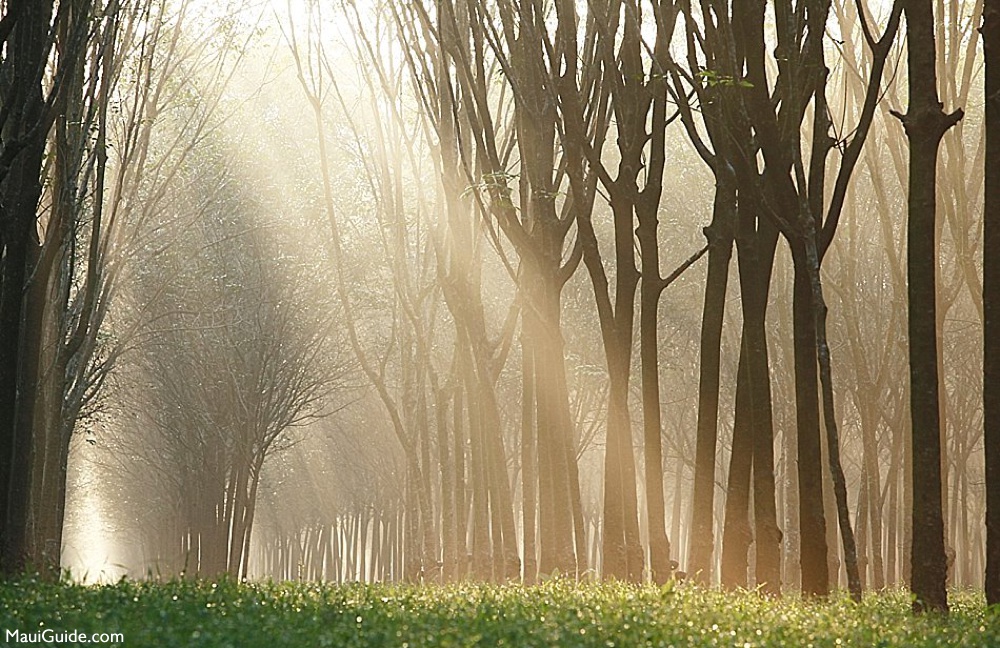 Rubber Trees on Maui - History of Maui Plants